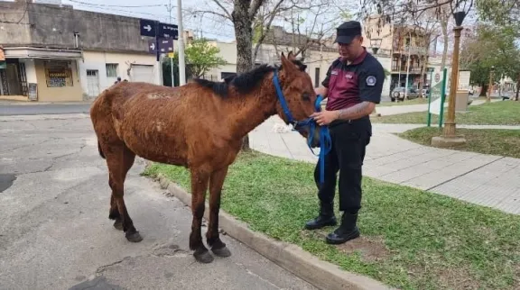 UN EQUINO FUE RETENIDO POR INFRACCIÓN A LEY DE MALTRATO ANIMAL | Ciudad ...